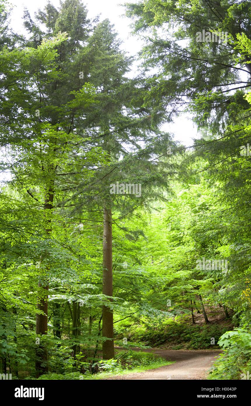 forest path in summer, Germany Stock Photo - Alamy