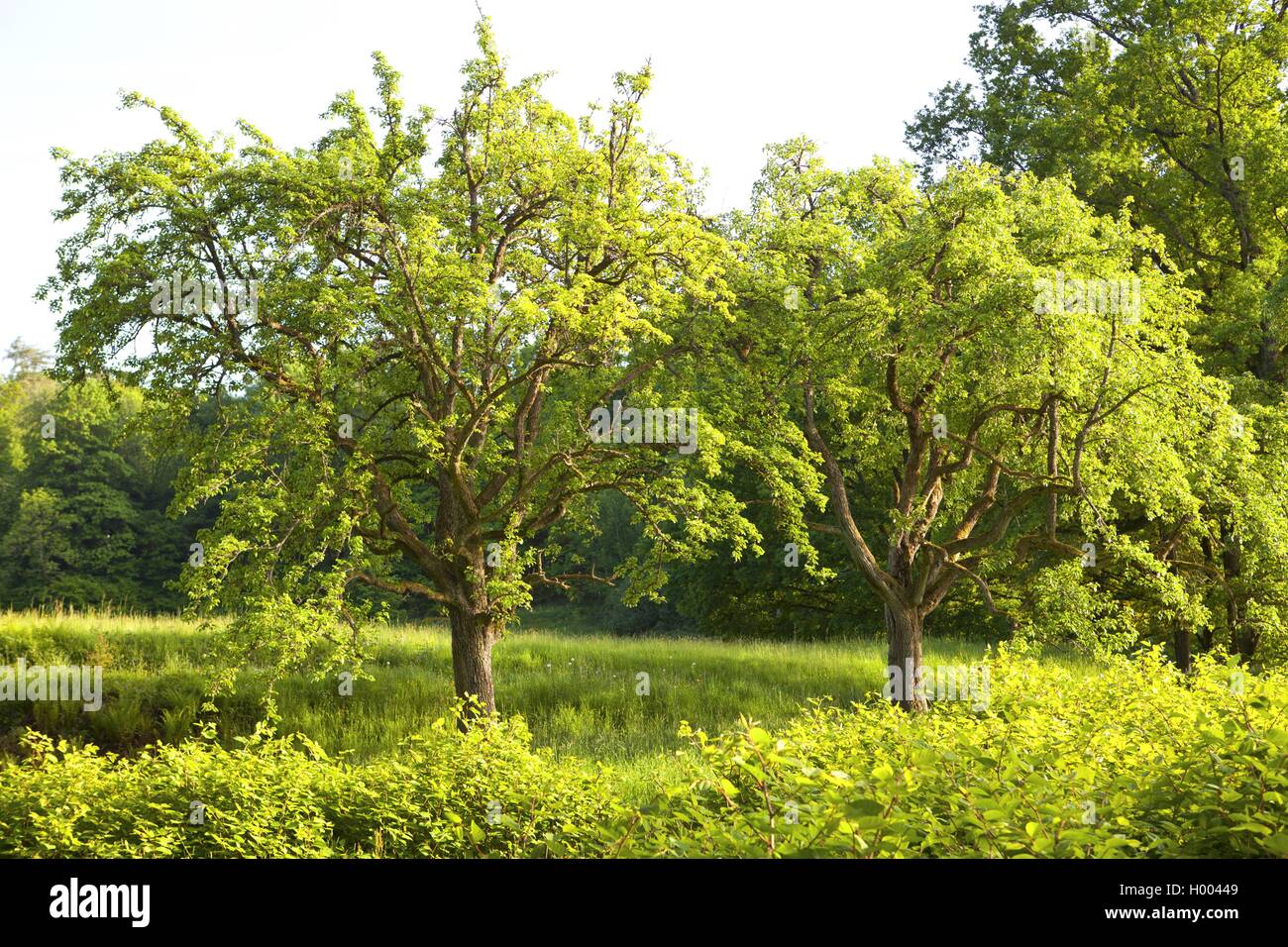 Common pear (Pyrus communis), two common pears in an fruit tree meadow ...