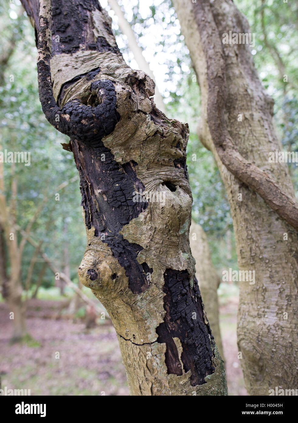 Scary face tree hi-res stock photography and images - Alamy