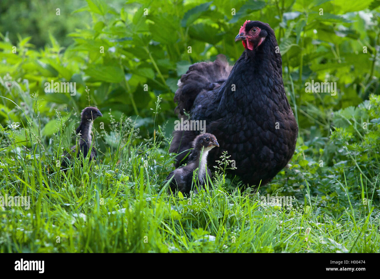 Cochin fowl, Cochin, Cochin chicken (Gallus gallus f. domestica), hen ...