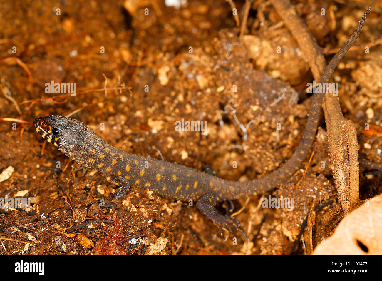 Yellow-spotted tropical night lizard (Lepidophyma flavimaculatum), on ...