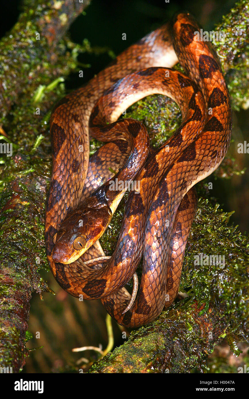 Snake rolled on a branch hi-res stock photography and images - Alamy