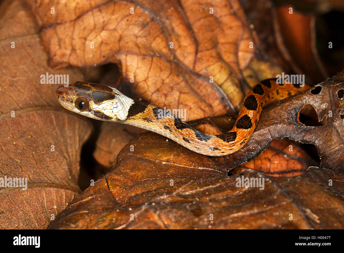 Close up portrait northern cat eyed snake hi-res stock photography and ...