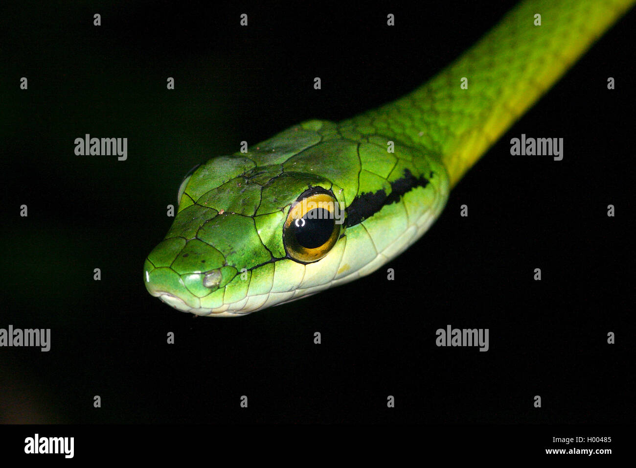 Green parrot snake (Leptophis ahaetulla), Portrait, Costa Rica Stock ...
