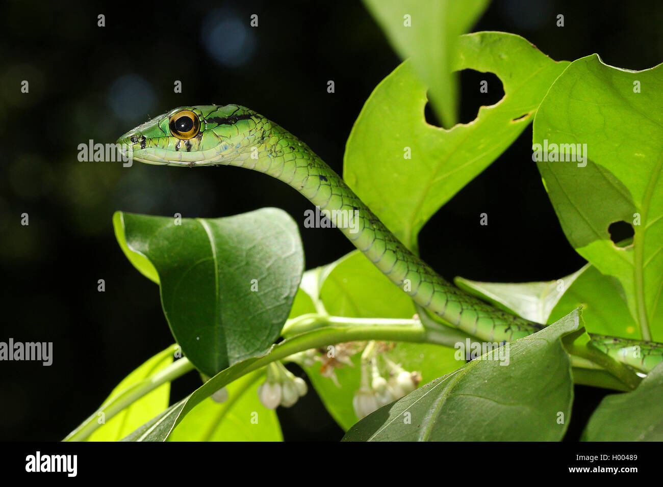 Parrot snake (Leptophis depressirostris), Portrait, Costa Rica Stock ...