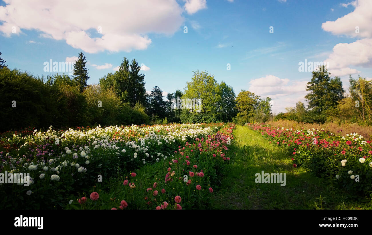 Dahlias field hi-res stock photography and images - Alamy