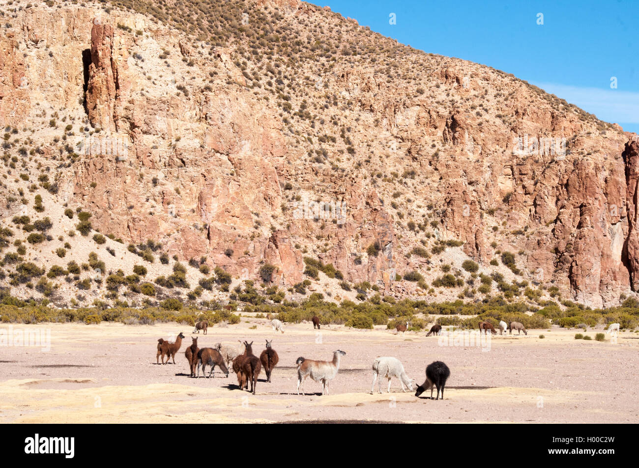 Vicuna grazing in a dry valley near the Salar de Uyuni, Bolivia Stock ...