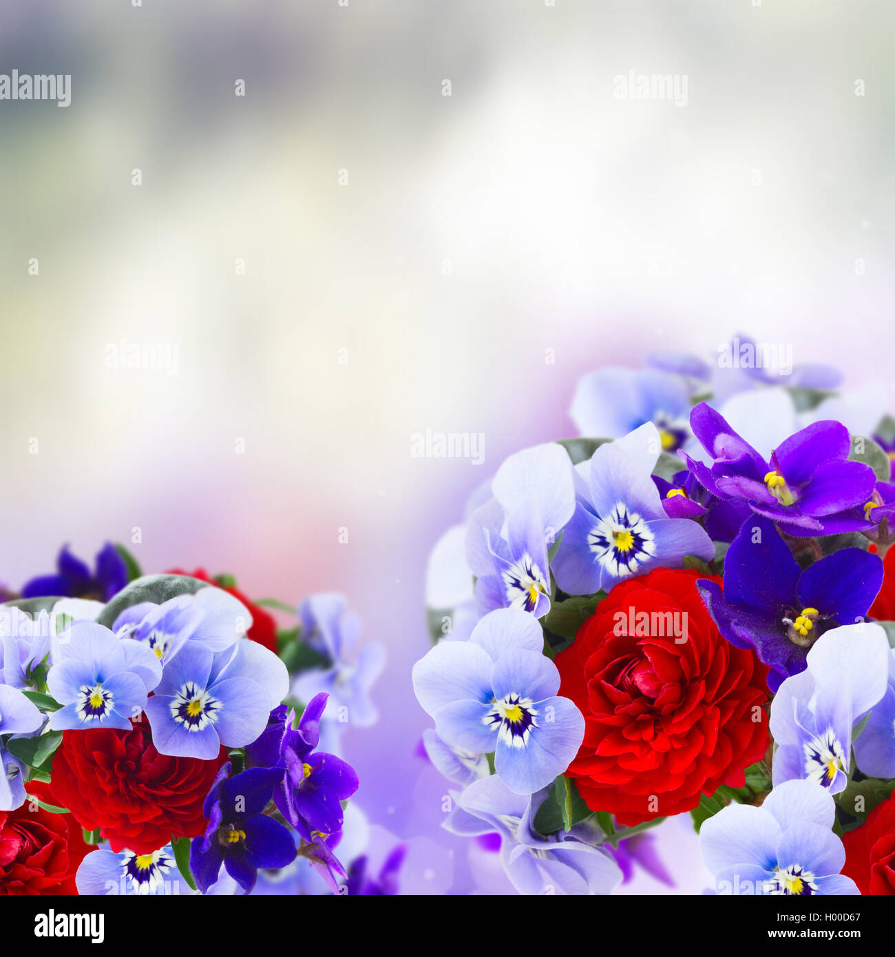 Posy of violets, pansies and ranunculus Stock Photo - Alamy