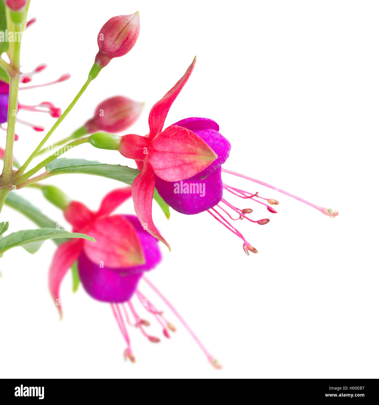 Fuchsia flower on white Stock Photo - Alamy