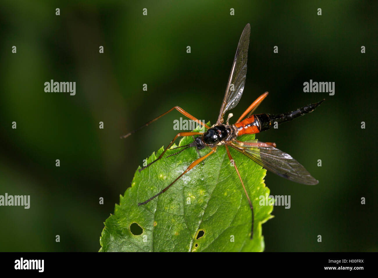 Insect comb hi-res stock photography and images - Alamy