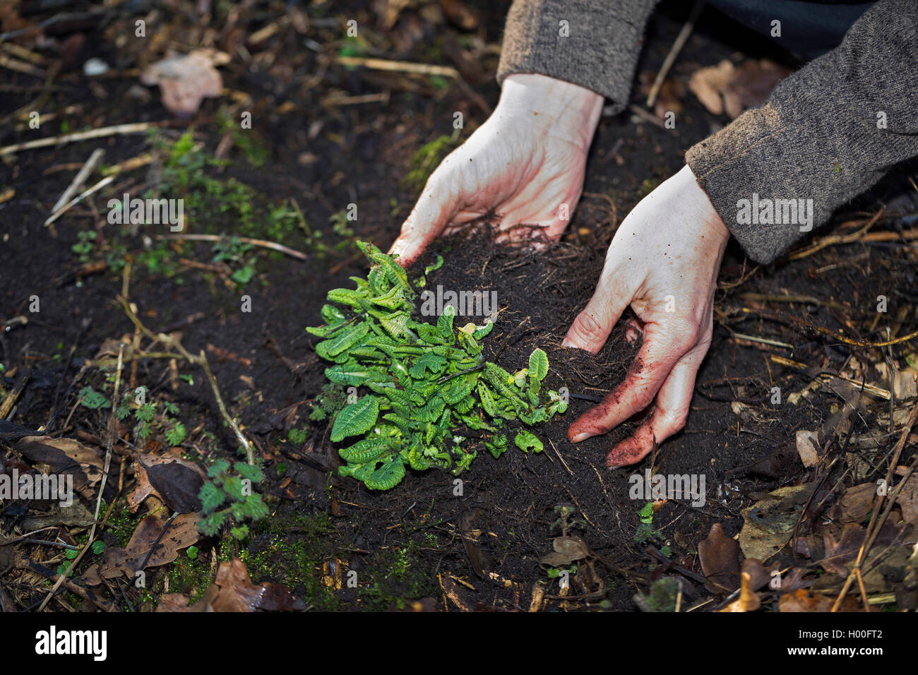 True roots hi-res stock photography and images - Alamy