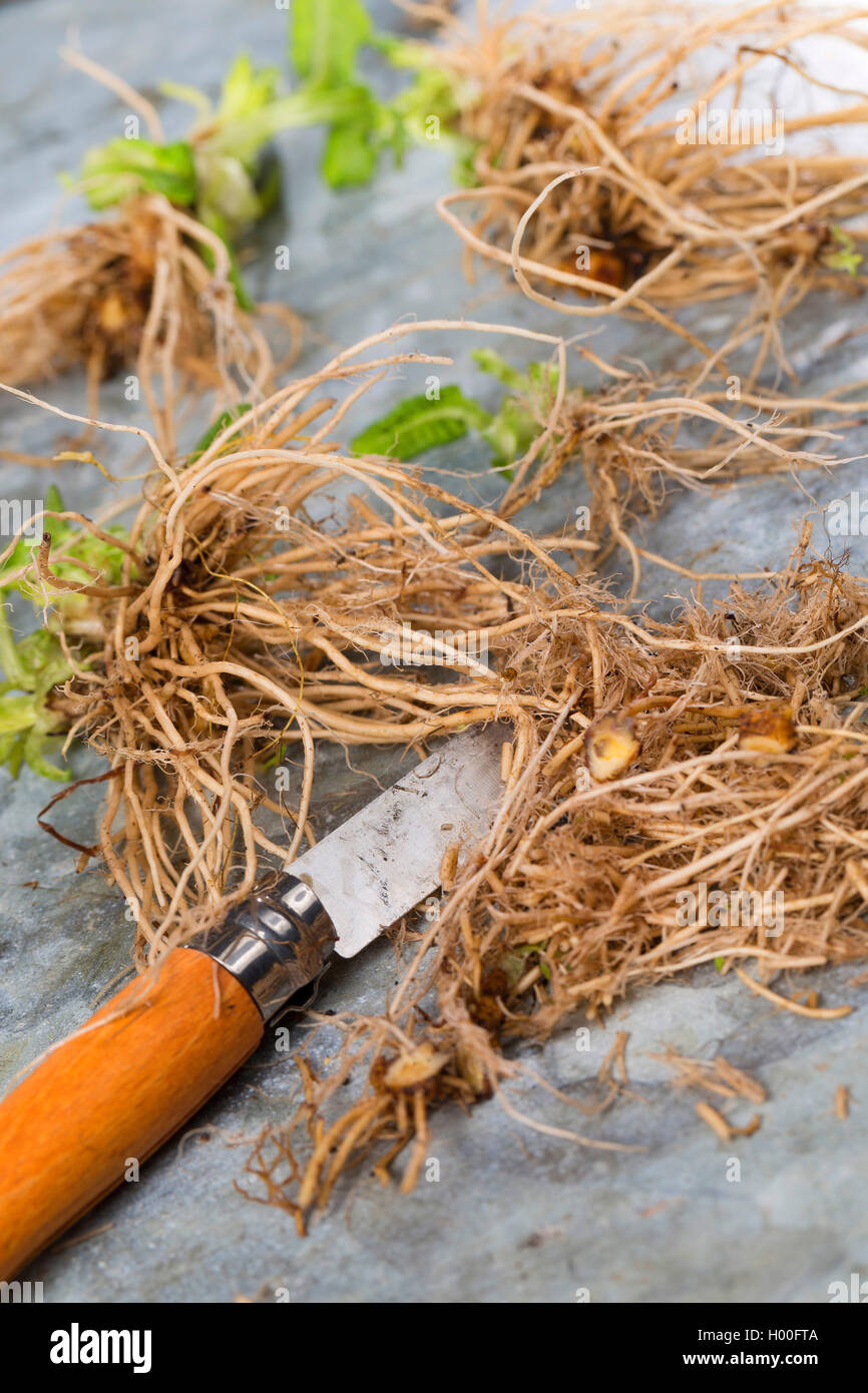 True oxlip (Primula elatior), excavated root, Germany Stock Photo - Alamy