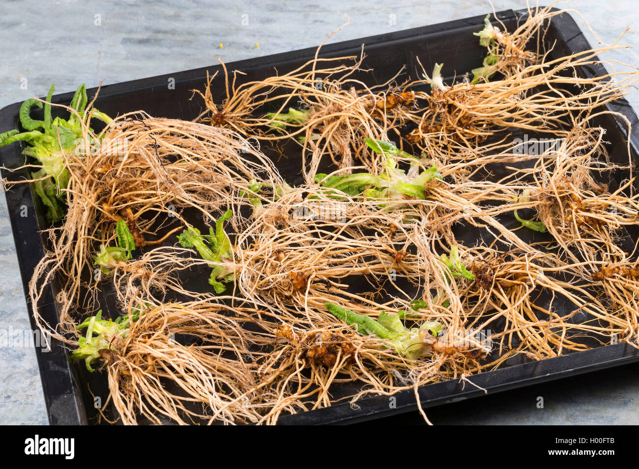 True oxlip (Primula elatior), excavated roots, Germany Stock Photo - Alamy