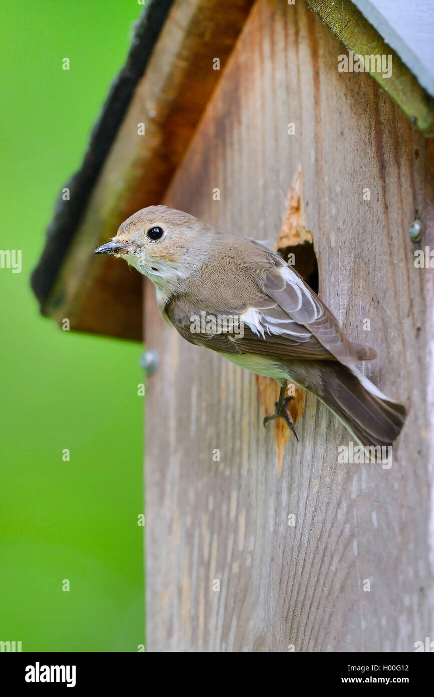 Pied flycatcher at a nesting box hi-res stock photography and images ...