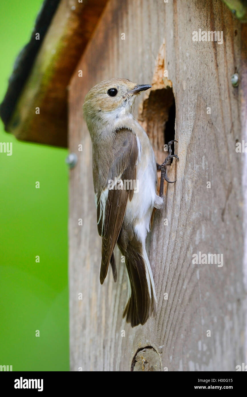 Pied flycatcher at a nesting box hi-res stock photography and images ...