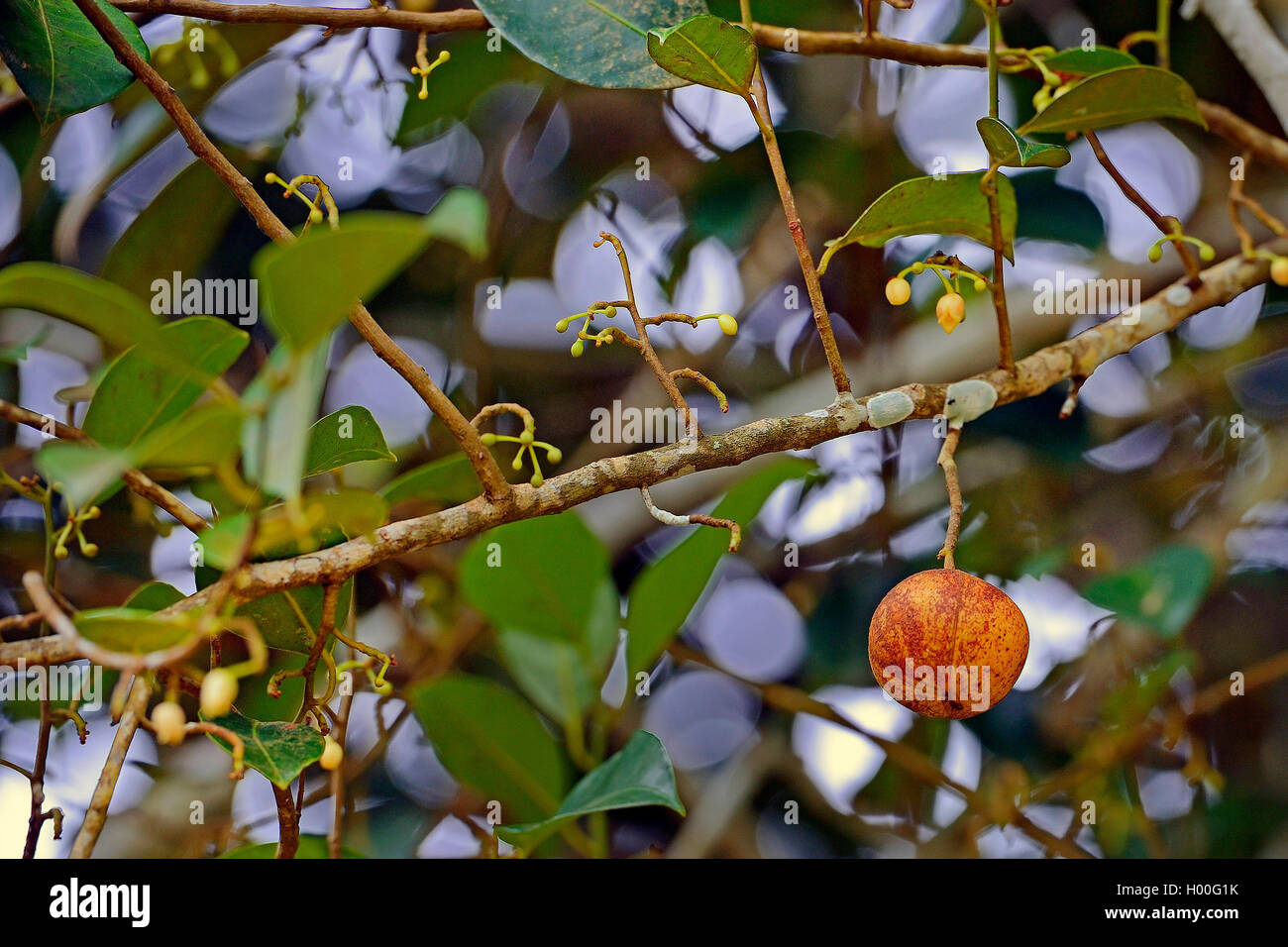 Nutmeg tree hi-res stock photography and images - Alamy