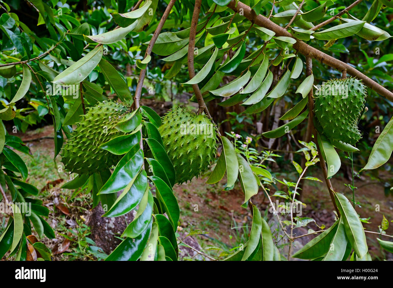 Sour sop hi-res stock photography and images - Alamy