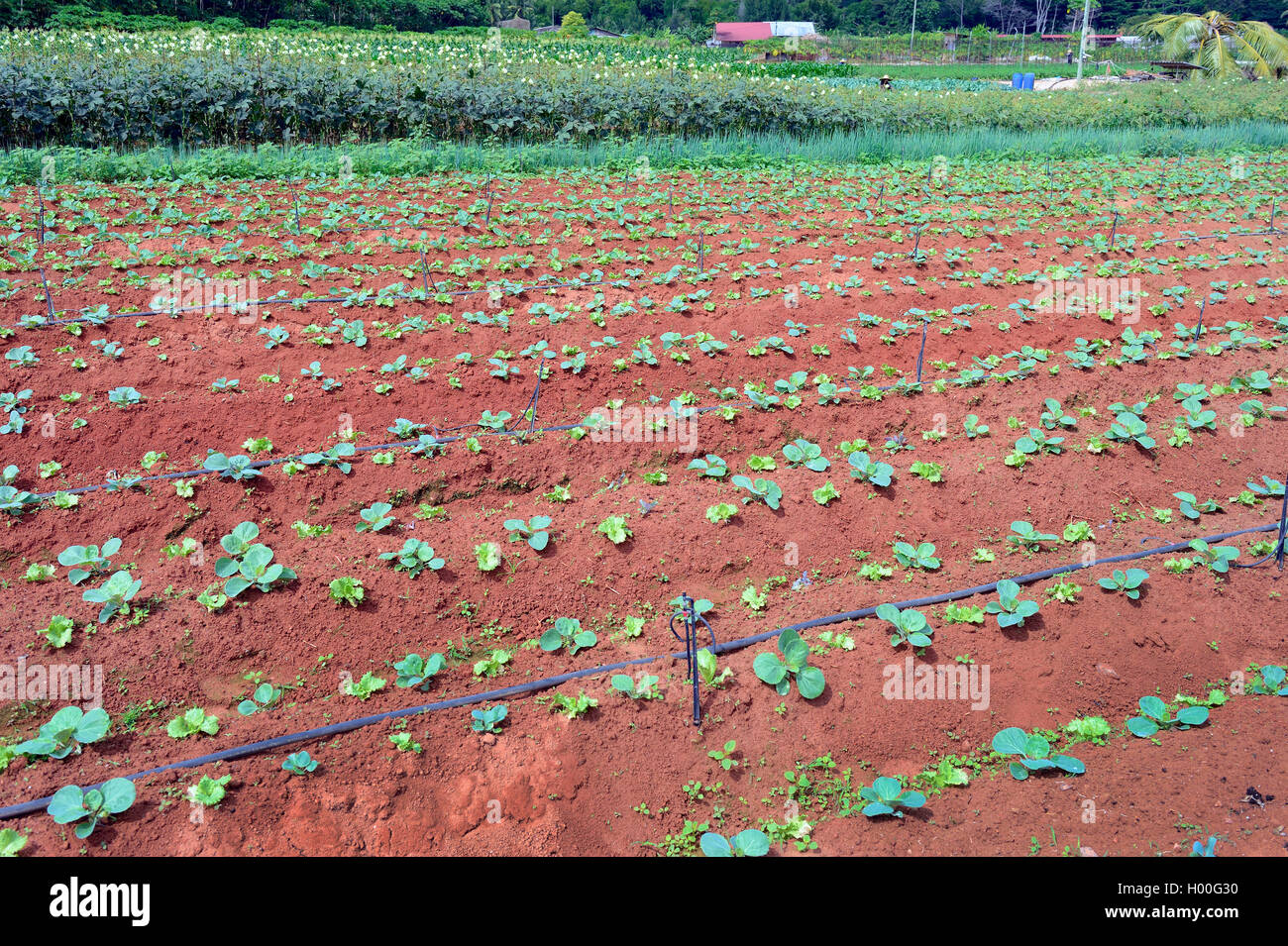 vegetable growing on Mahe, Seychelles Stock Photo - Alamy