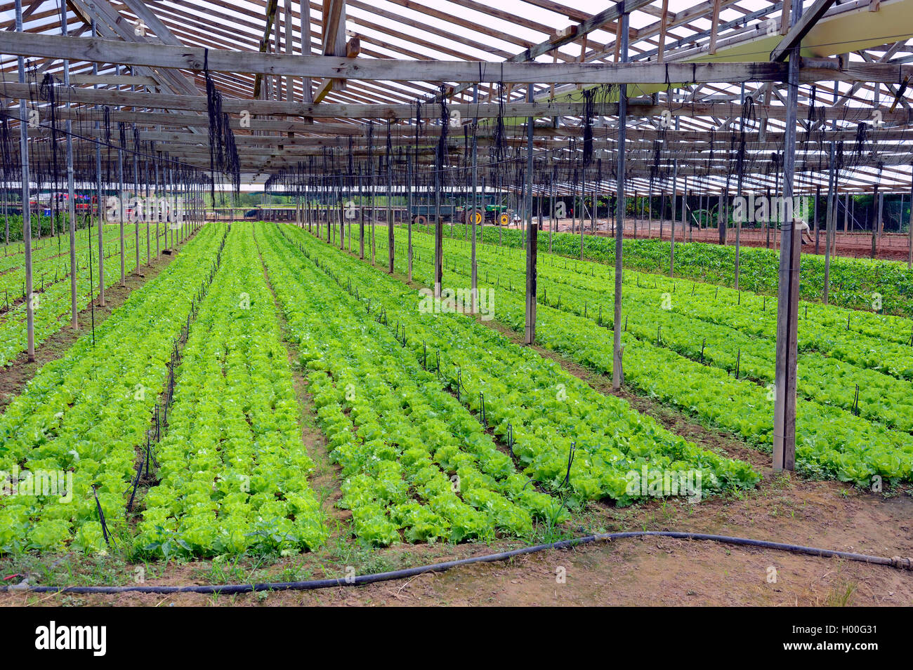 vegetable growing on Mahe, Seychelles, Mahe Stock Photo - Alamy