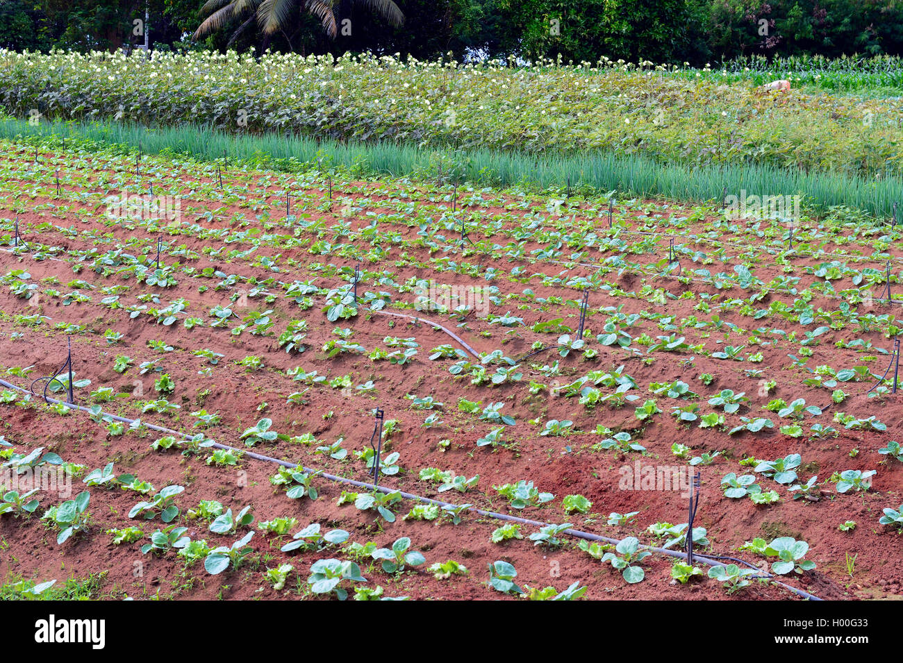 vegetable growing on Mahe, Seychelles Stock Photo - Alamy