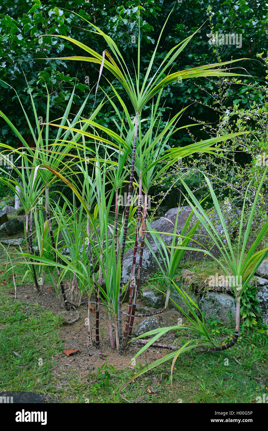 sugar cane (Saccharum officinarum), Seychelles, Mahe Stock Photo - Alamy