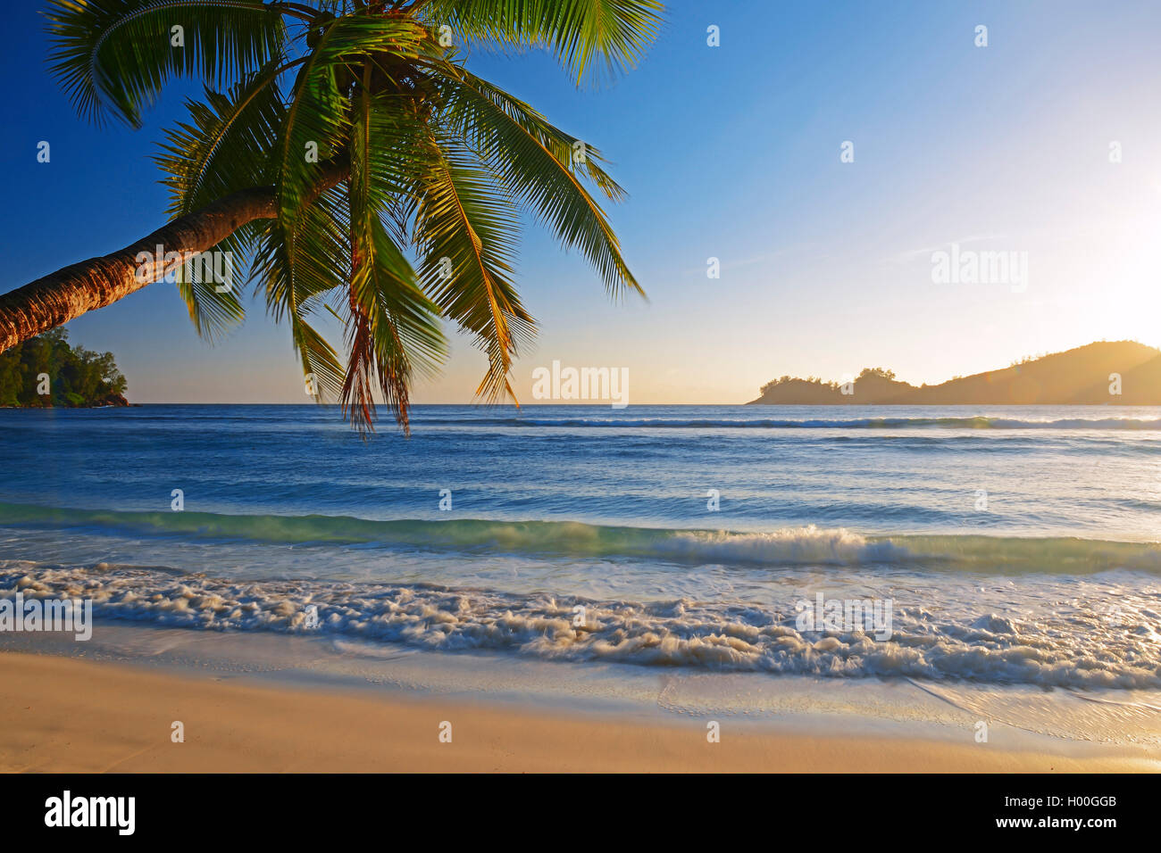 Overhanging Palm Trees High Resolution Stock Photography and Images - Alamy