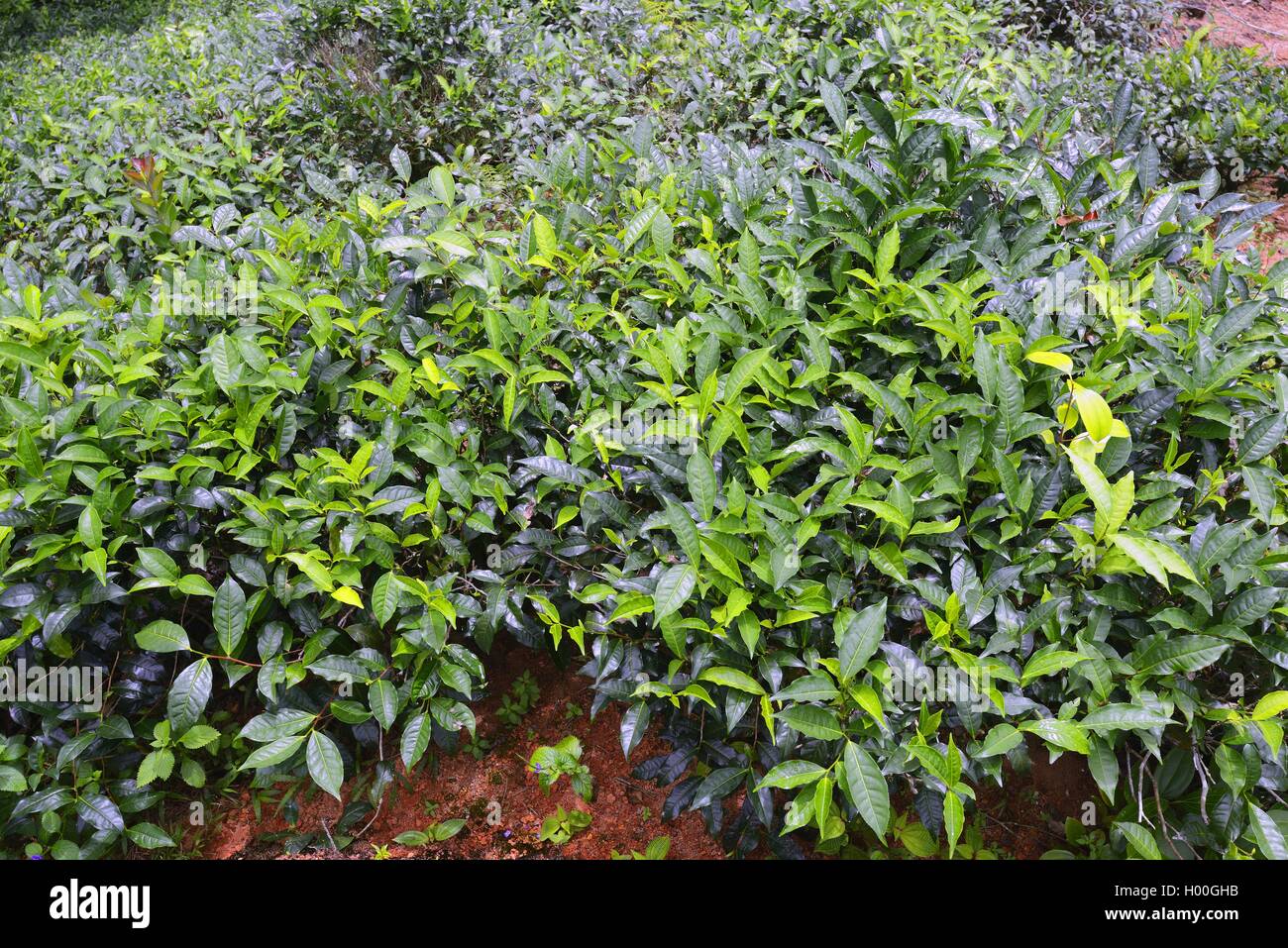 Tea plant (thea sinensis) hi-res stock photography and images - Alamy