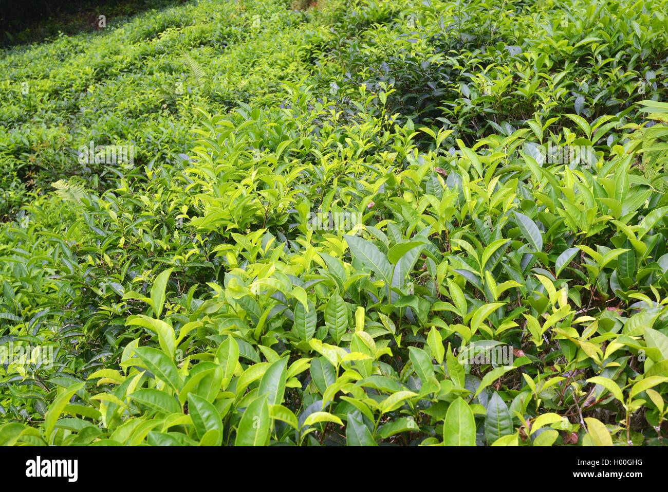 Tea plant (thea sinensis) hi-res stock photography and images - Alamy