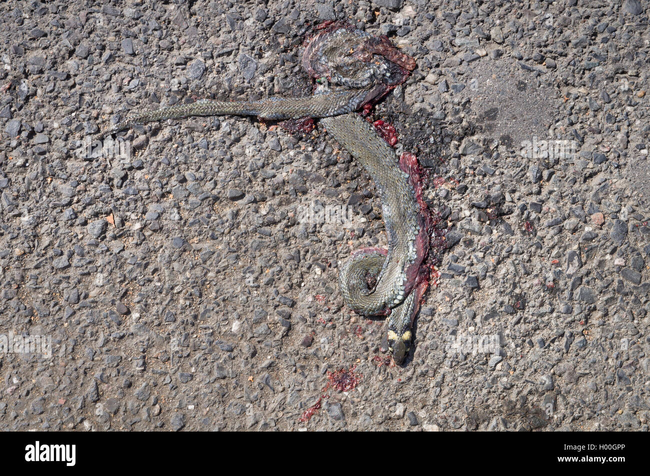 a overruned Grass snake, Natrix natrix, dead, carcass, lying on the ...