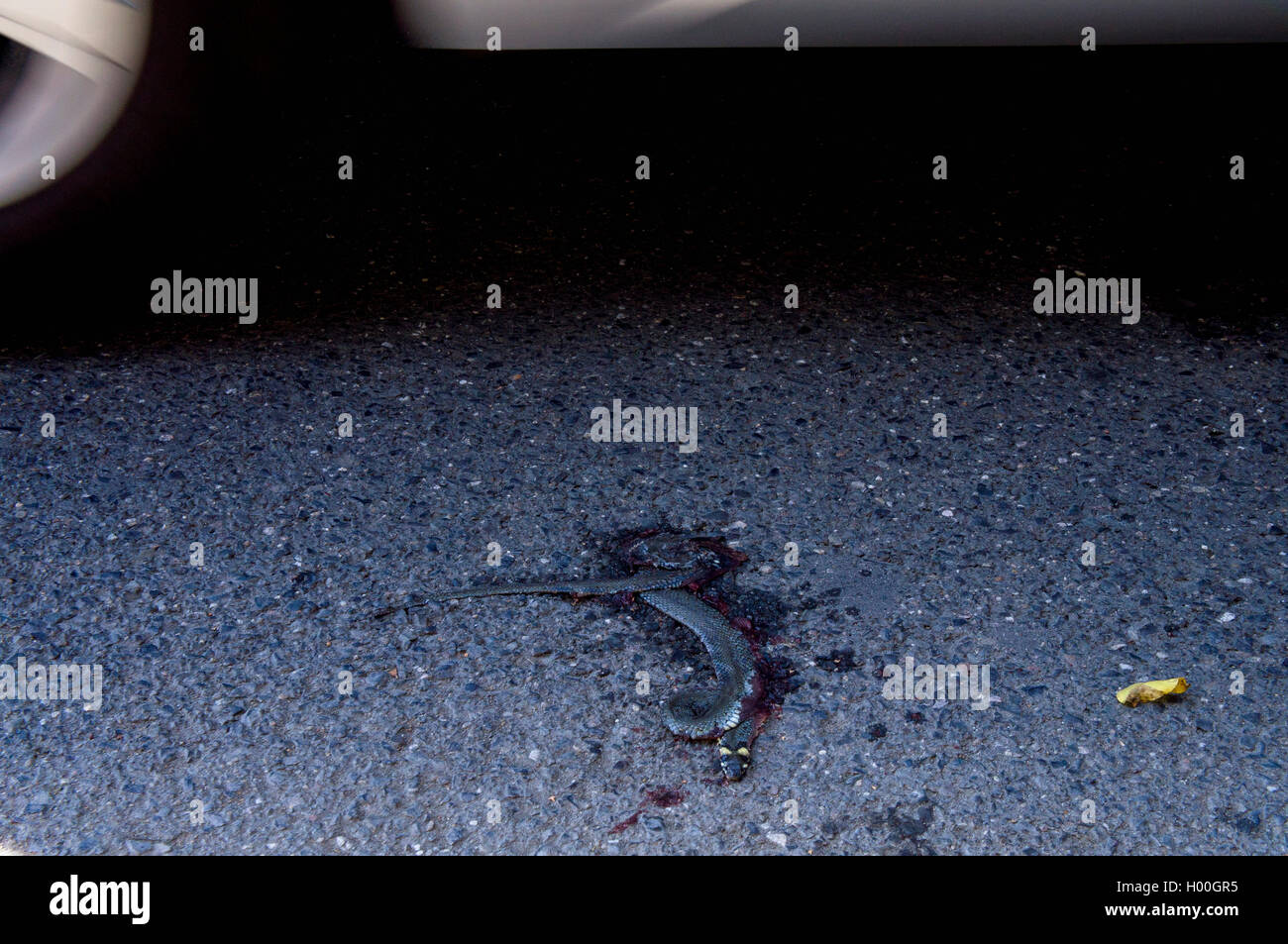 a overruned Grass snake, Natrix natrix, dead, carcass, lying on the ...