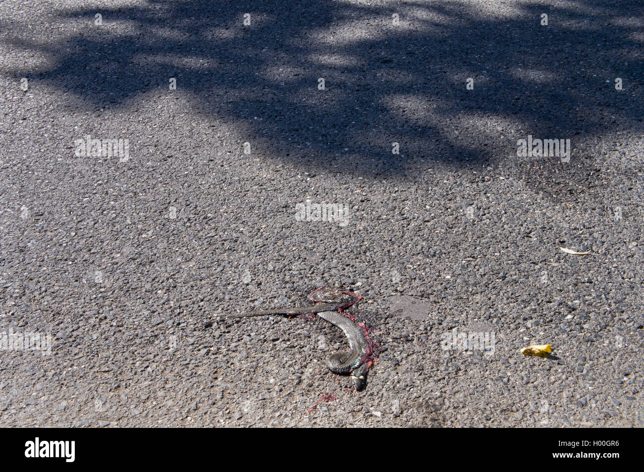 a overruned Grass snake, Natrix natrix, dead, carcass, lying on the ...