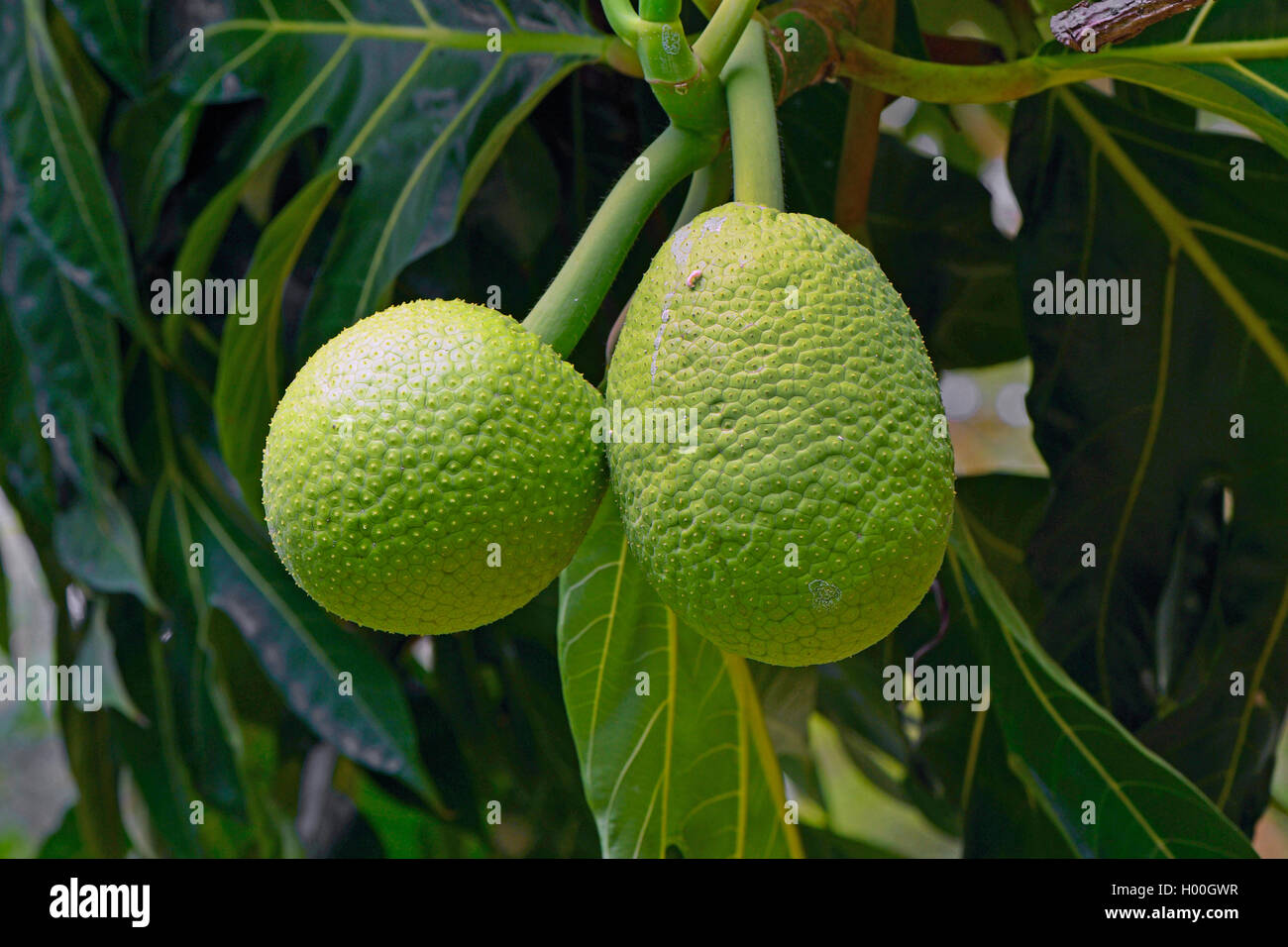 Bread tree hi-res stock photography and images - Alamy