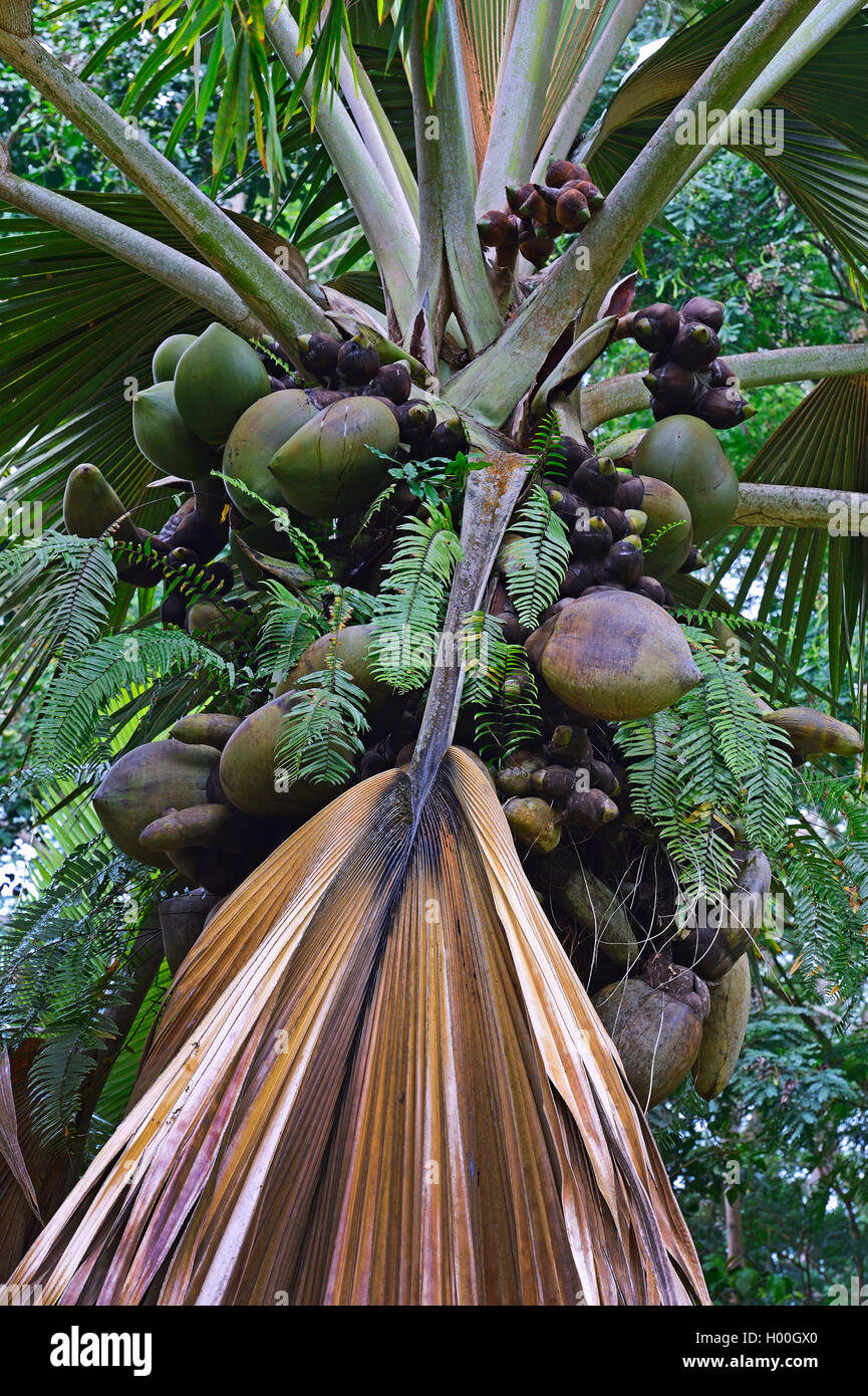 coco de mer, double coconut (Lodoicea maldivica), coco de mer on a tree ...