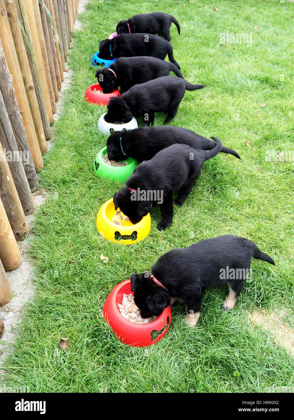 Black German Shepherd Dog puppy, pack of puppies, working, herding dog ...
