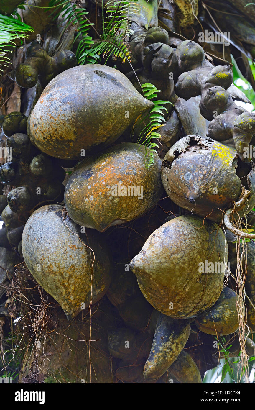 coco de mer, double coconut (Lodoicea maldivica), coco de mer on a tree ...