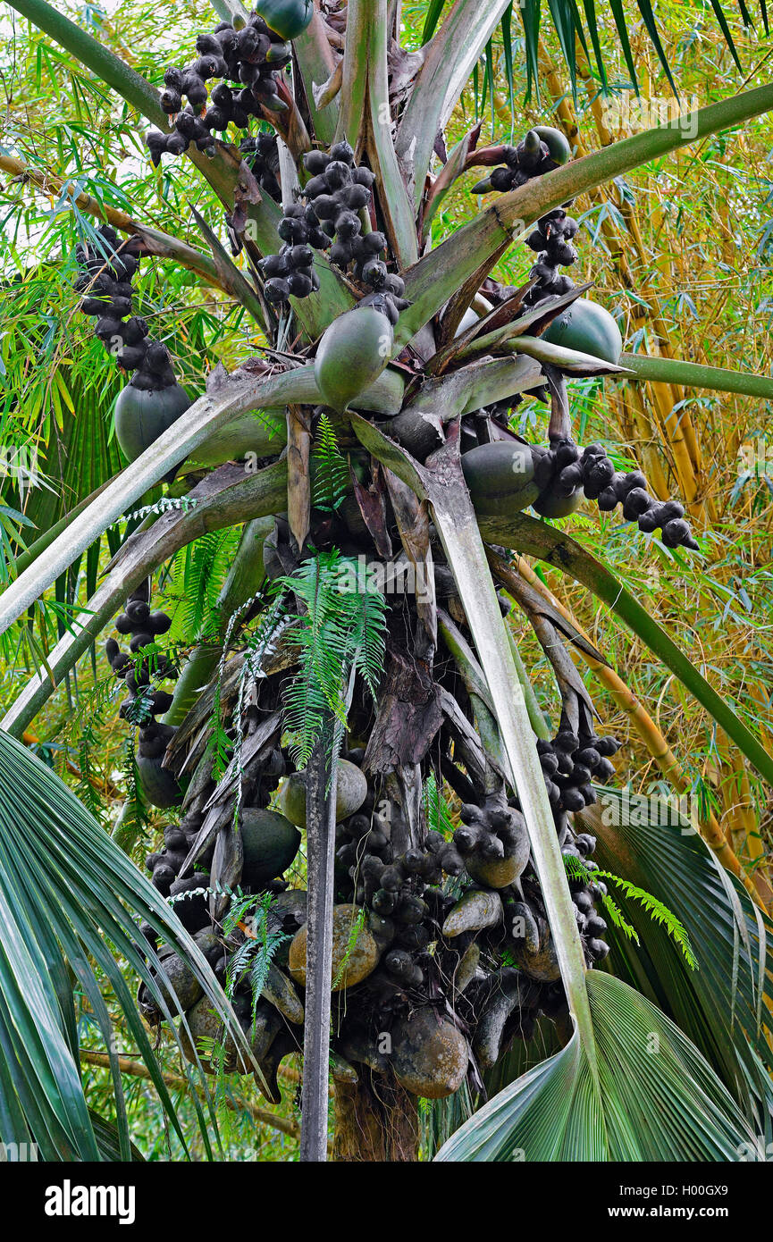 coco de mer, double coconut (Lodoicea maldivica), coco de mer on a tree ...