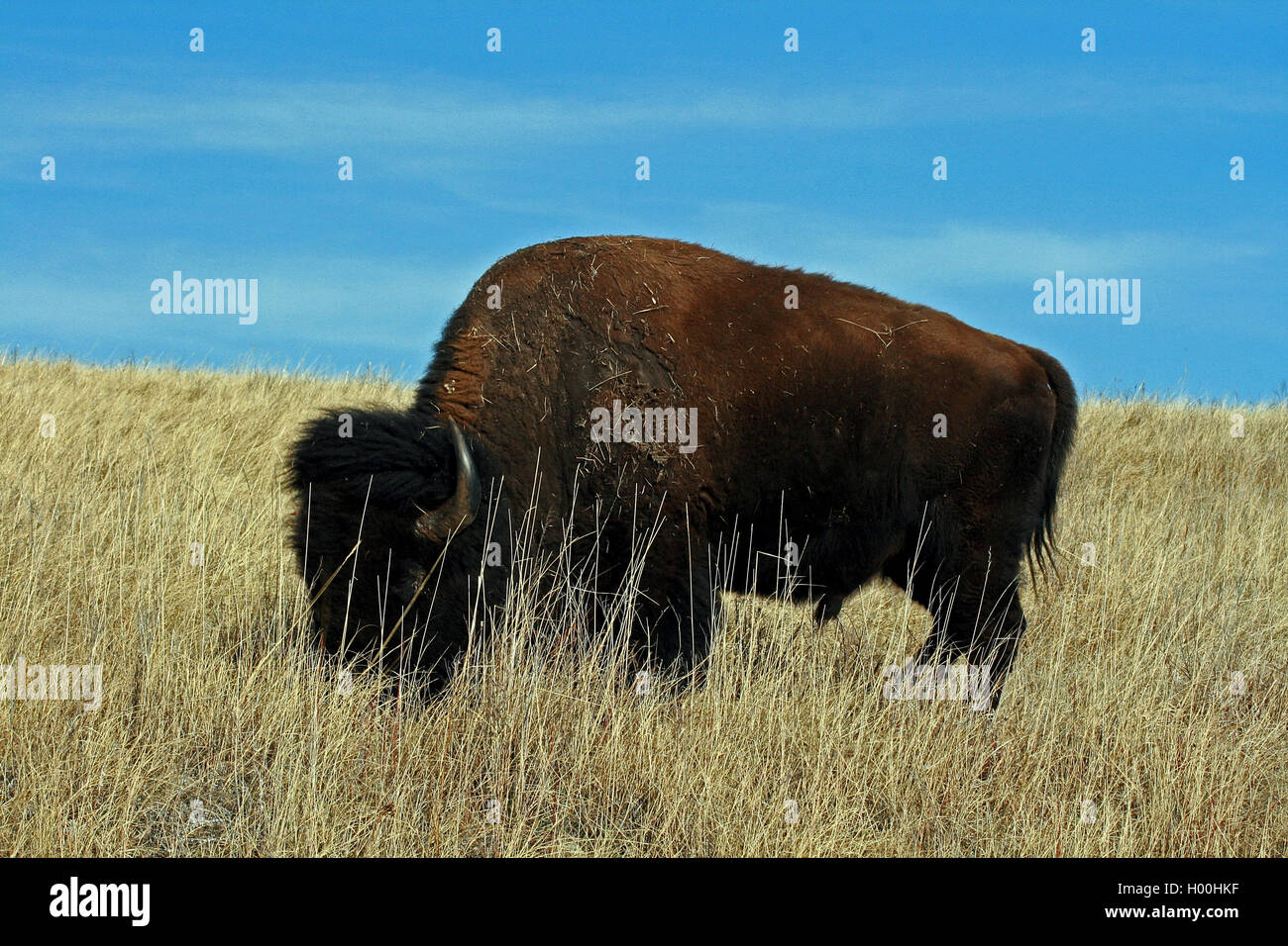 Iconic view of American Bison Buffalo Bull grazing in Custer State Park ...