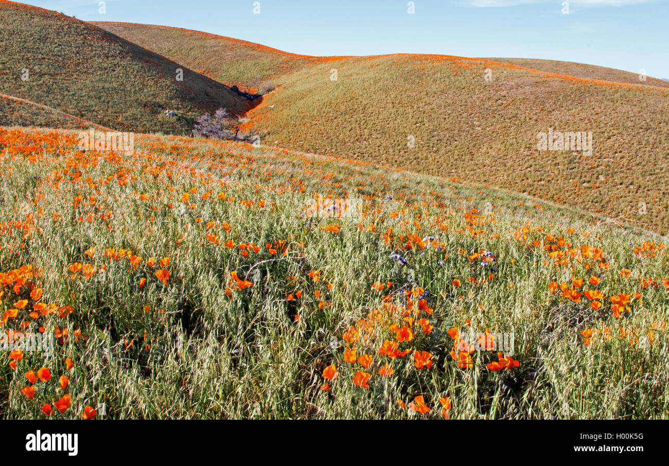 California Golden Poppies on rolling hills and fields in the high ...
