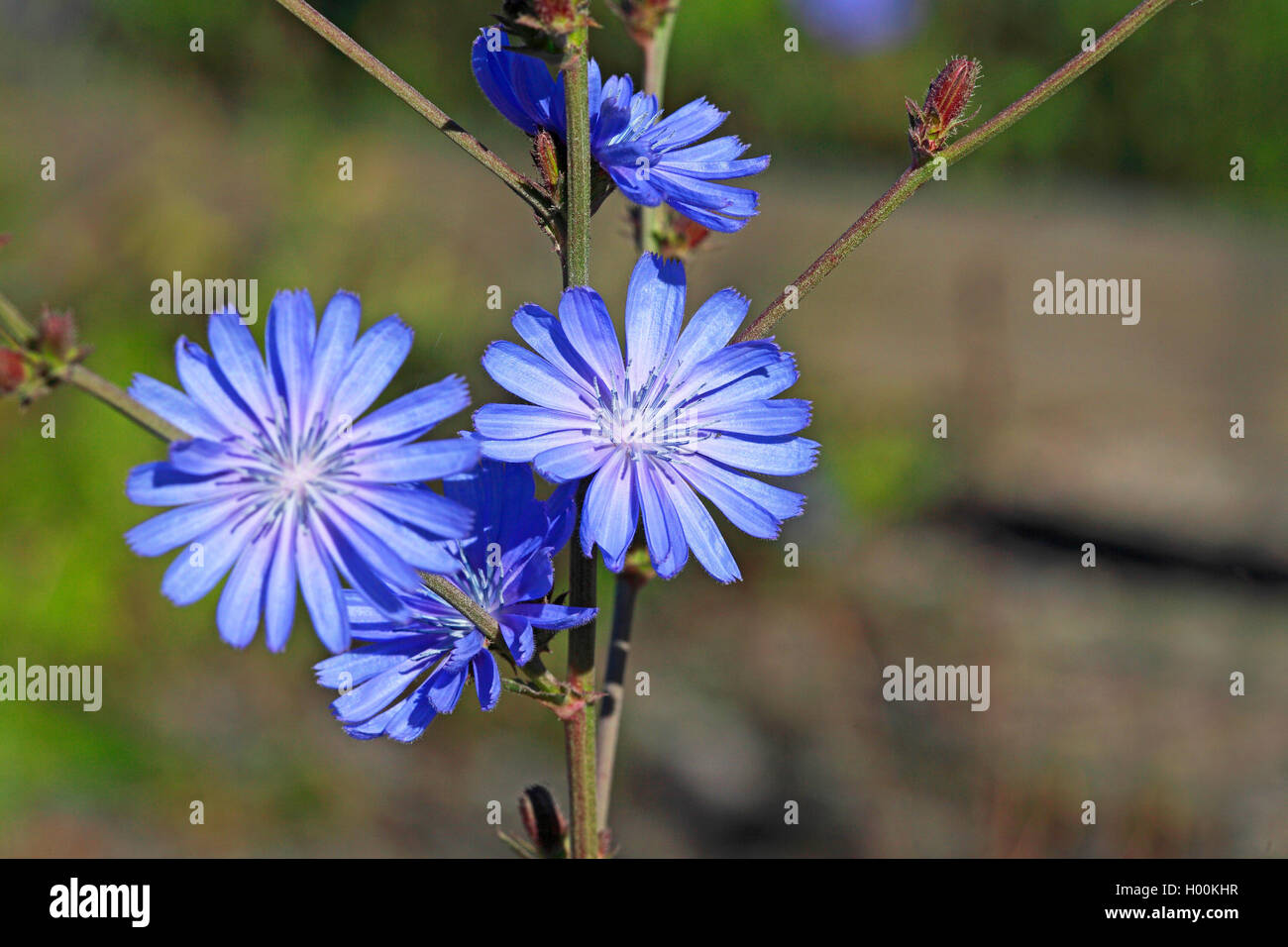 blue sailors, common chicory, wild succory (Cichorium intybus ...