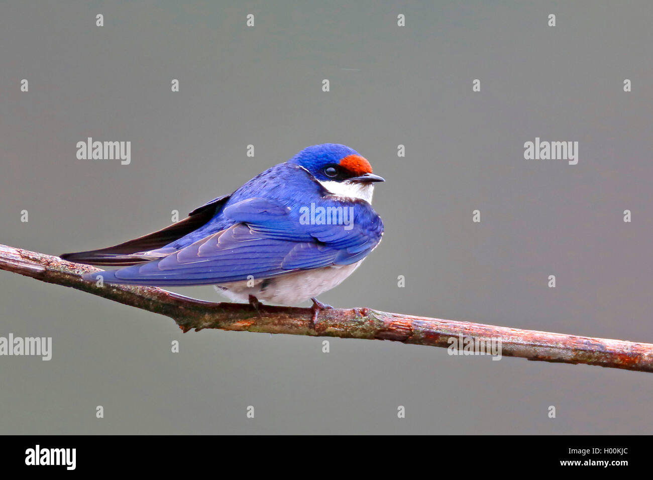 South african swallow hi-res stock photography and images - Alamy