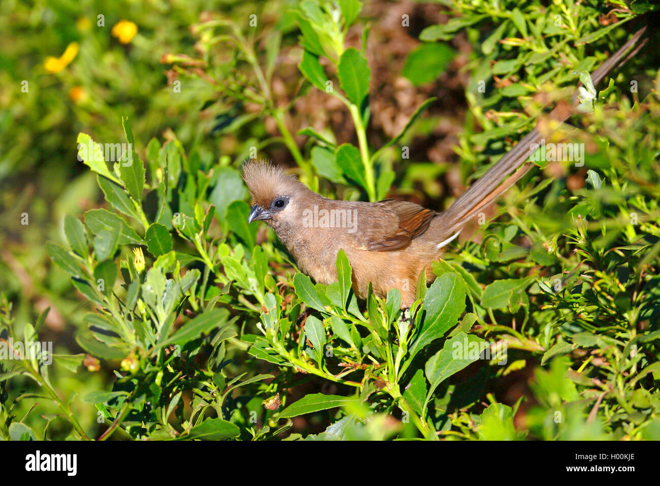 African mousebirds hi-res stock photography and images - Alamy