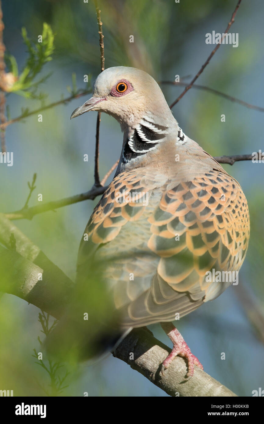 Turtle dove spain hi-res stock photography and images - Alamy