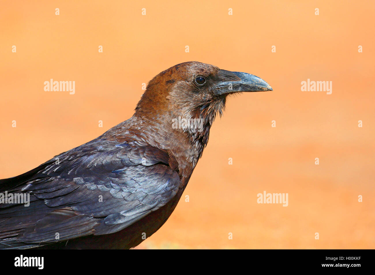 brown-necked raven (Corvus ruficollis), Portrait, Cap Verde Islands ...
