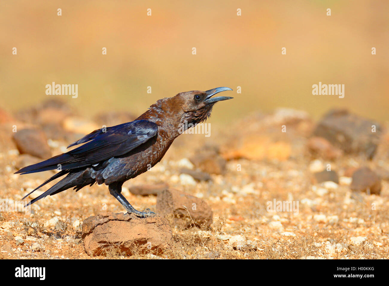 Raven calling hi-res stock photography and images - Alamy