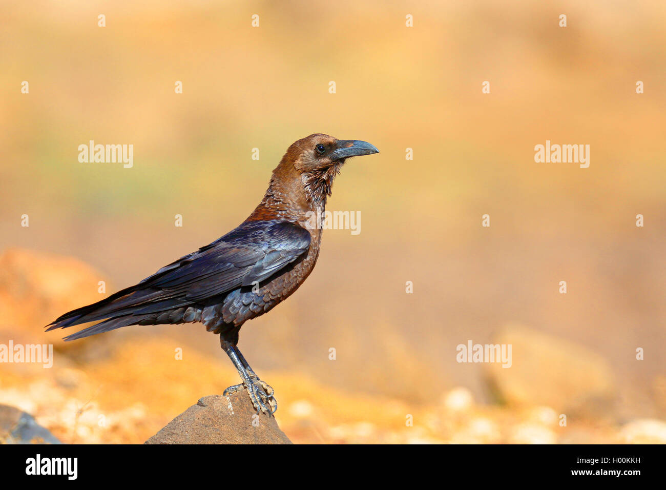 brown-necked raven (Corvus ruficollis), stands on a stone, Cap Verde ...