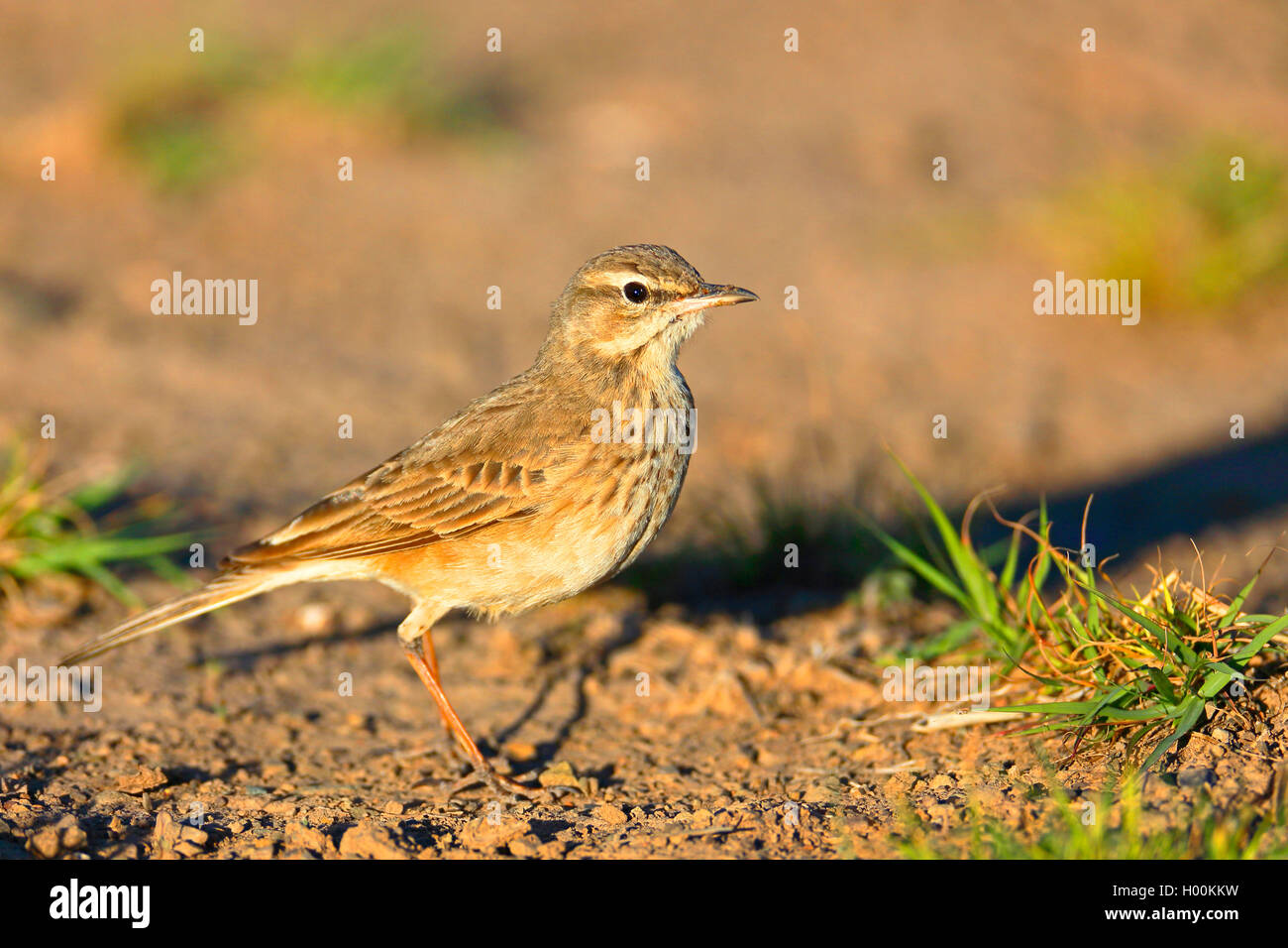 African pipit hi-res stock photography and images - Alamy