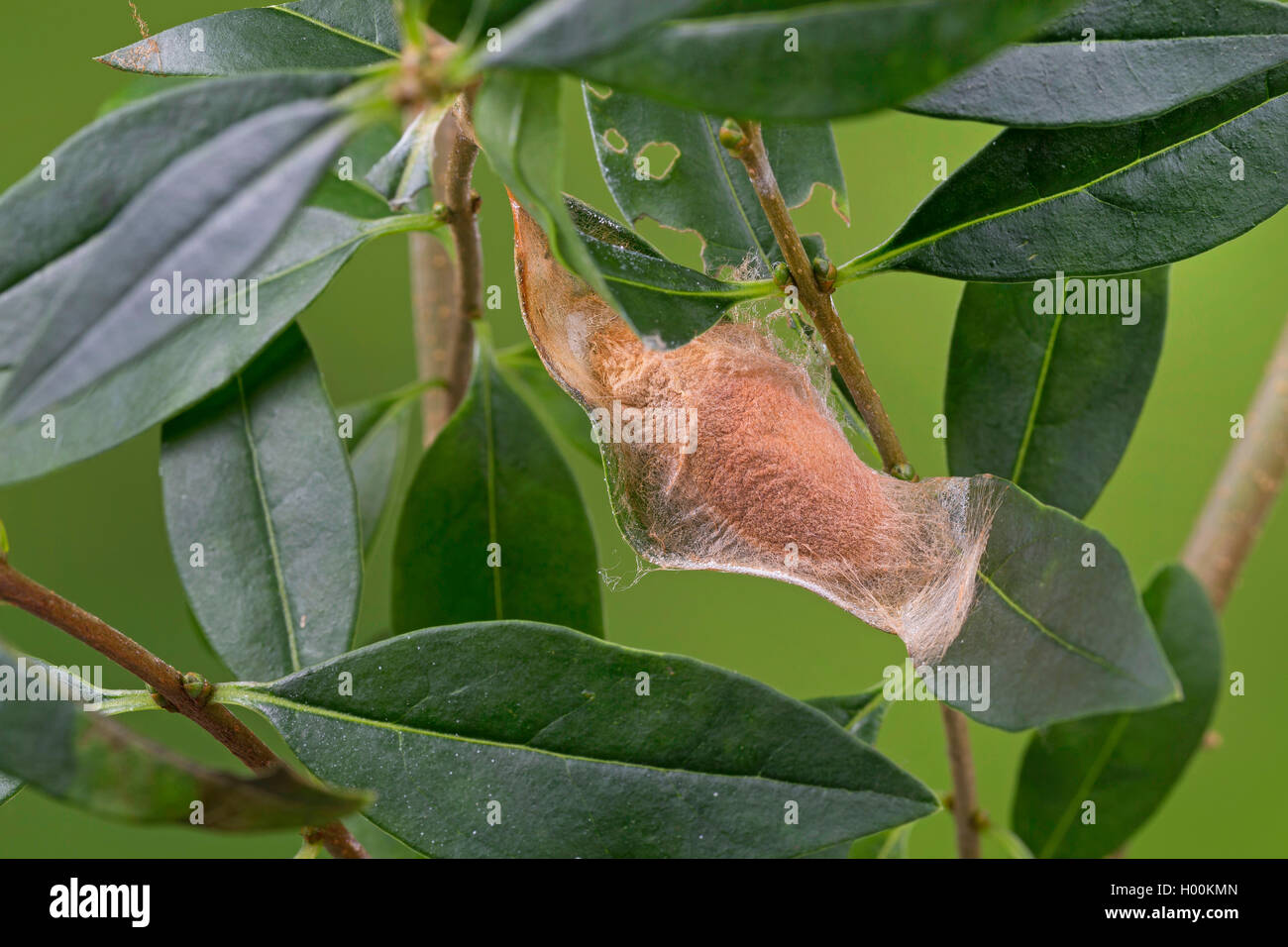 Silkmoth hi-res stock photography and images - Alamy