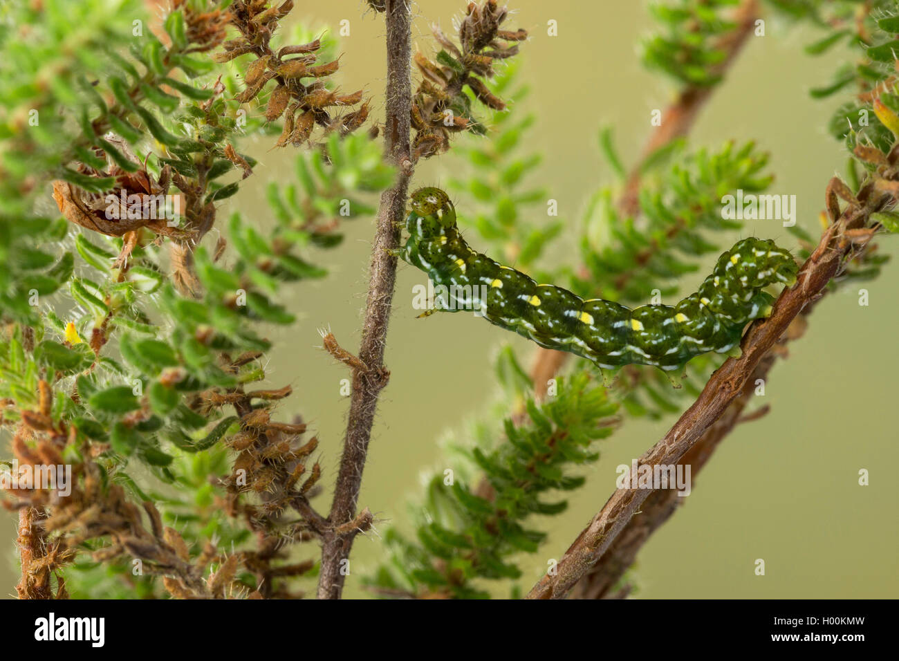 Yellow underwing caterpillar hi-res stock photography and images - Alamy
