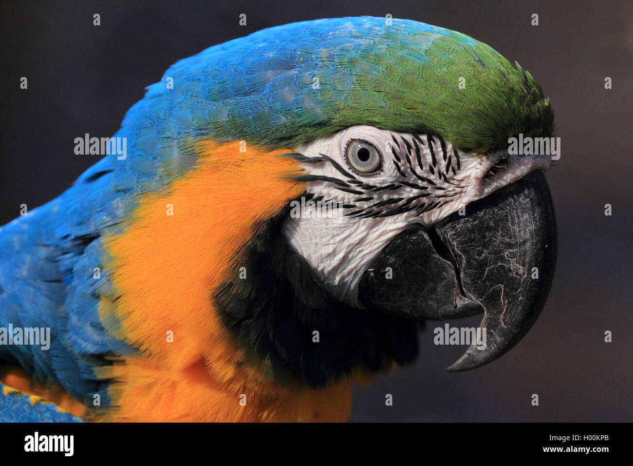 Blue and yellow macaw, Blue and gold Macaw, Blue-and-gold Macaw, Blue ...