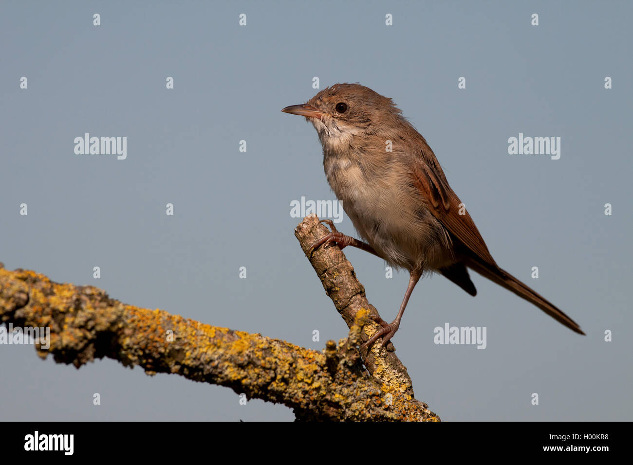 whitethroat (Sylvia communis), fully fledged young bird on a lichened ...